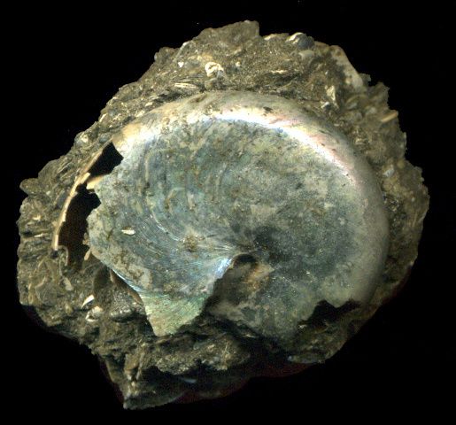 Aturia aturi - Le blog de l'A.P.B.A. (Association Paléontologique du ...