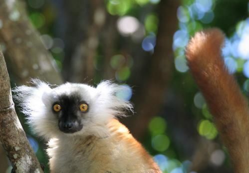 Concours du plus beau maki - Le blog de séverine