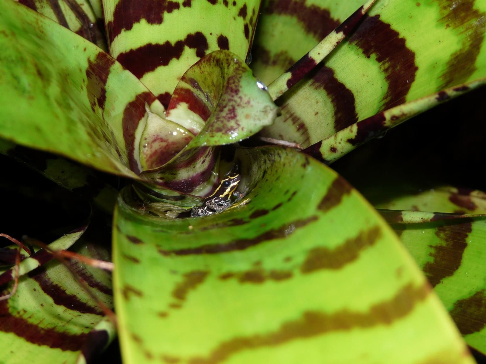 camp patawa - Güt Miche