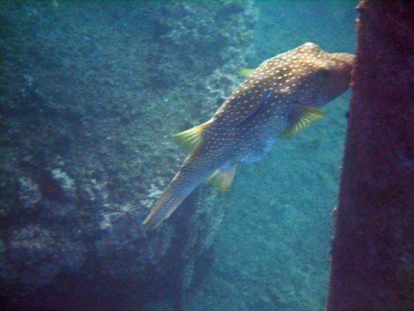 Week-end de 3 jours à Moorea - Notre vie à Tahiti