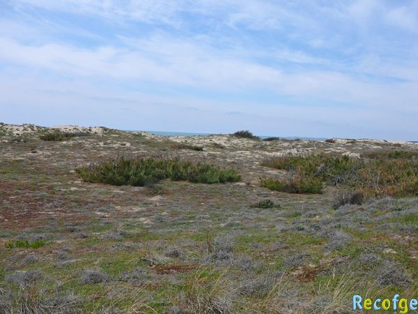 Le "fameux" lézard Ocellé... - Recofge