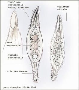 l'élégance du Litonotus ... - Naturalia - sciences naturelles