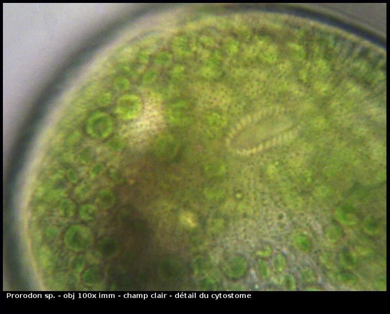 Prorodon viridis - Naturalia - sciences naturelles