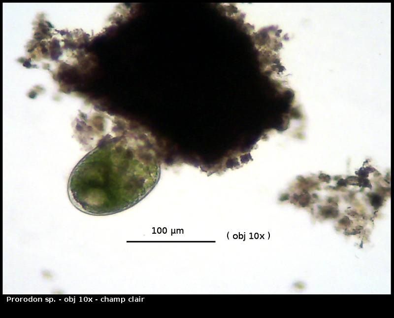 Prorodon viridis - Naturalia - sciences naturelles