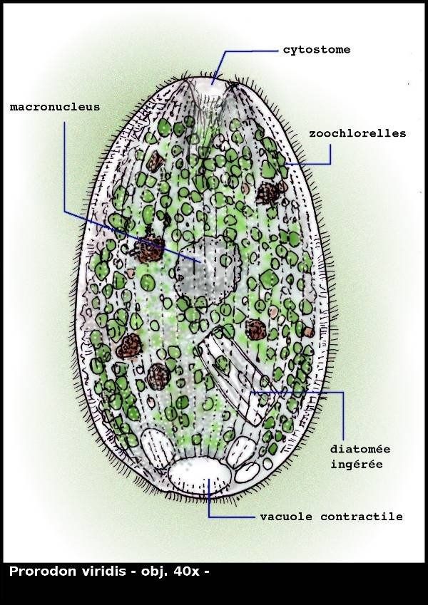 Prorodon viridis - Naturalia - sciences naturelles
