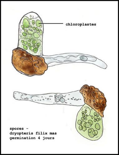 la Fougère mâle - Dryopteris filix-mas - Naturalia - sciences naturelles
