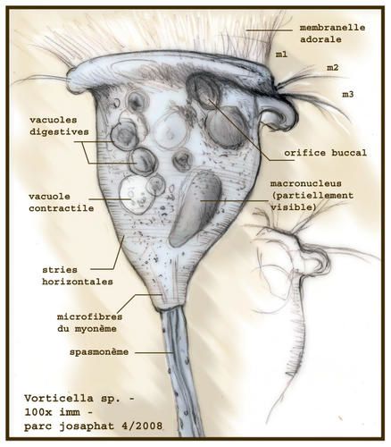 Vorticelles... - Naturalia - sciences naturelles