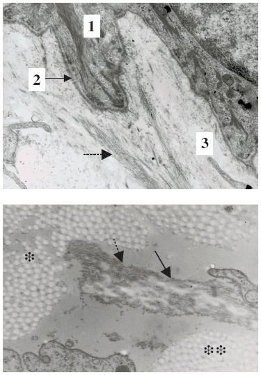 Le derme et l'hypoderme - La Biopsie Cutanée