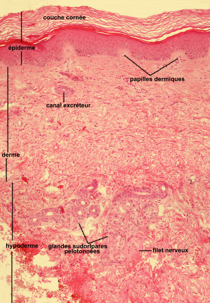 Le derme et l'hypoderme - La Biopsie Cutanée