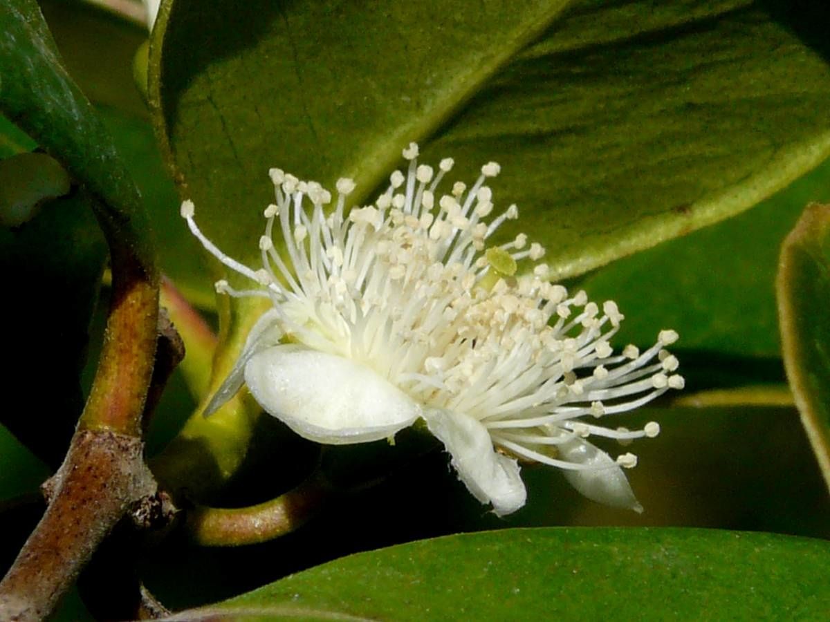 Goyavier - Psidium littorale - Goyavier fraise - Goyavier de Chine - Le ...