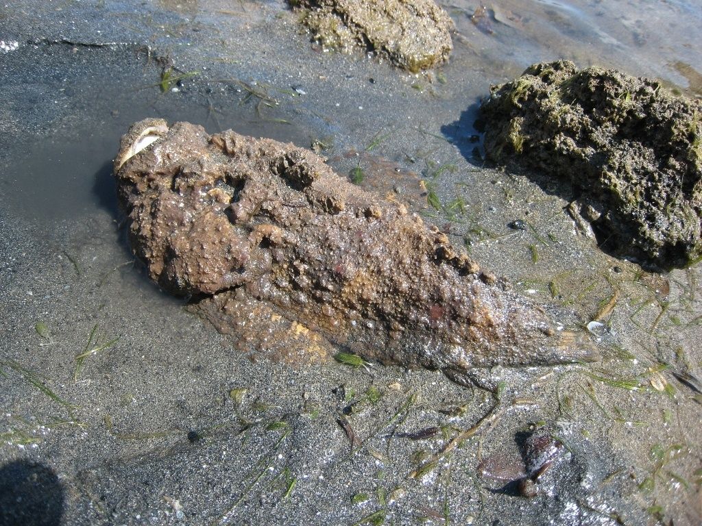Poisson Pierre (Synancée) sur un platier de l’océan Indien - Images ...