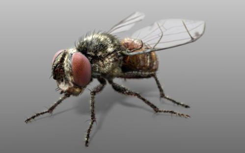 création d'une mouche en 3D avec Blender - Le blog de seb