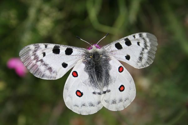 L’Apollon - Parnassius apollo - Des Papillons et des Hommes