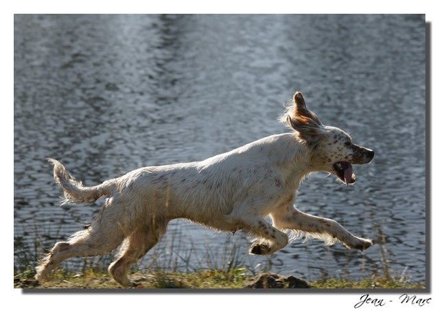 Album - Saxo mon Setter Lemon - Le blog de Jean Marc