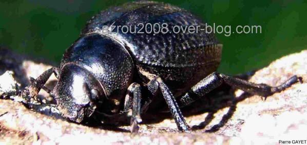 Album - Animaux du Maroc - Azrou2008: Macaques de Barbarie & Cie (photo ...