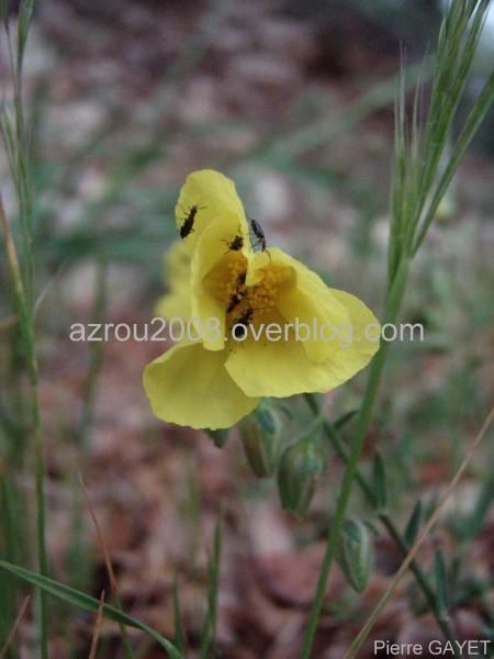 Album - Flore Maroc - Azrou2008: Macaques de Barbarie & Cie (photo-blog ...