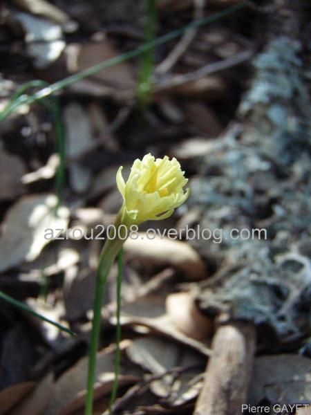 Album - Flore Maroc - Azrou2008: Macaques de Barbarie & Cie (photo-blog ...
