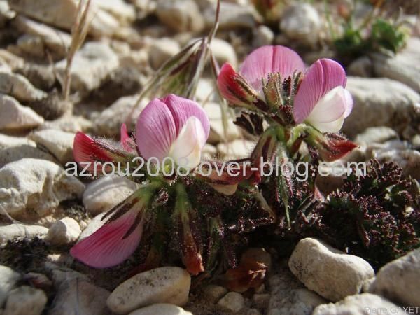 Album - Flore Maroc - Azrou2008: Macaques de Barbarie & Cie (photo-blog ...