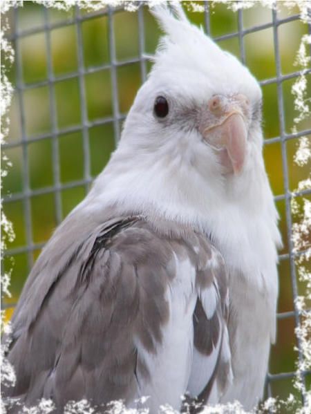 Calopsitte - Parrot's Garden