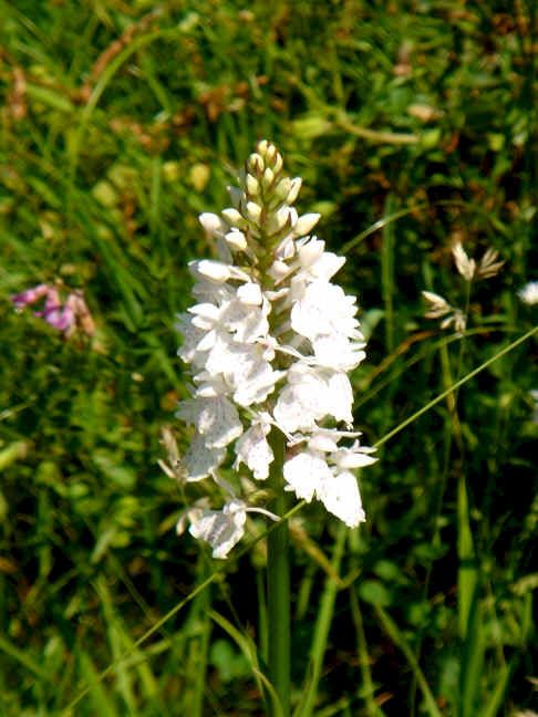 Les " Roches d'Orival " (76) - Le blog de Flo country