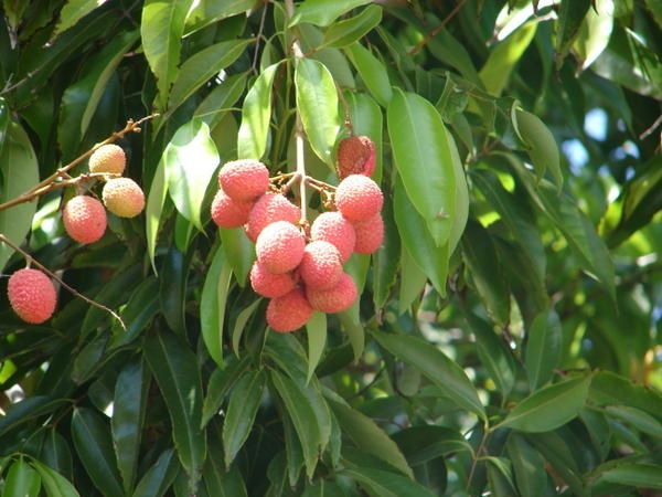 GATEAU AUX LETCHIS - Valérie de Family blog