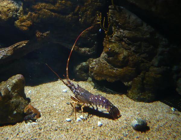 MARE NOSTRUM, Aquarium de Montpellier (34) - Le blog de lalie