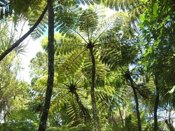 Part. VI/VII - NZ from A to Z = Flora/Flaure B/B - Kaponga