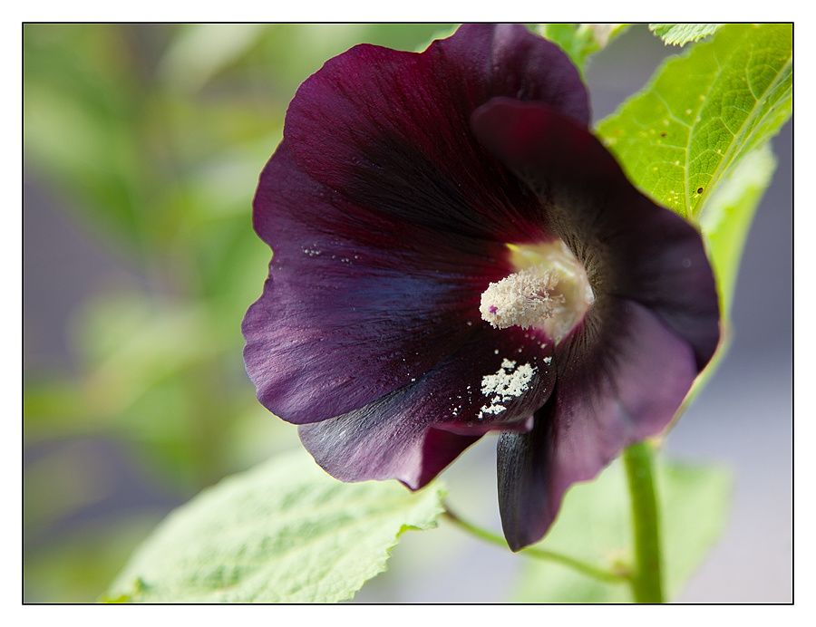 fleur pourpre - Idee et astuce de la maison