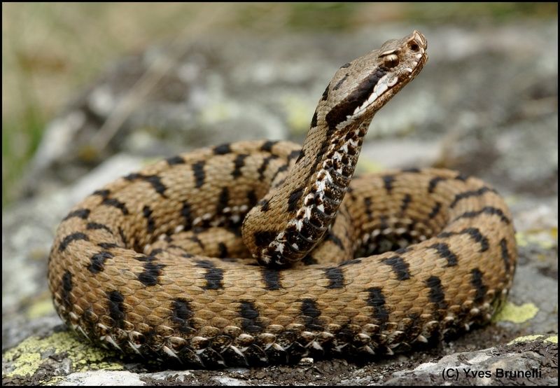 LA VIPERE ASPIC ET SES TROIS SOUS-ESPECES - Le blog de vipère-passion
