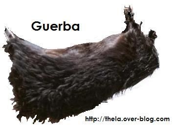 Le Forum de Thala Tunisie - Thala , Talah ou Tela ( تـــالــة) en ...