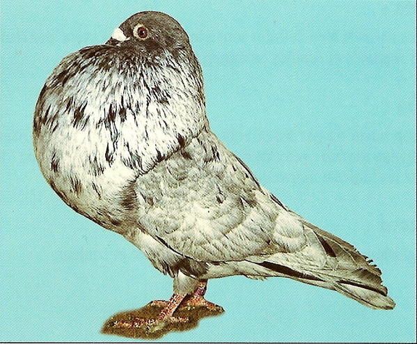 boulant Gaditano - Le blog avicole de roulemapoule