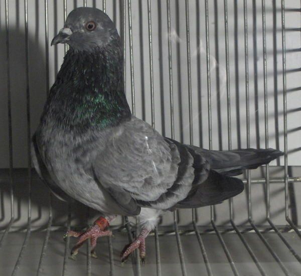 show tippler & tippler de vol - Le blog avicole de roulemapoule