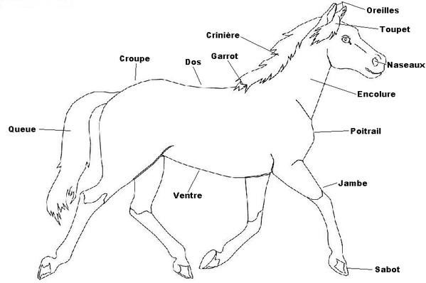 Les parties du cheval niveau étrier de bronze - Le blog de @@nickname@@
