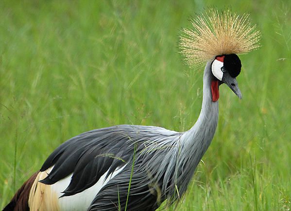 Mes oiseaux de Tanzanie - Audubon nature