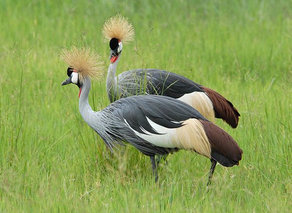 Mes oiseaux de Tanzanie - Audubon nature