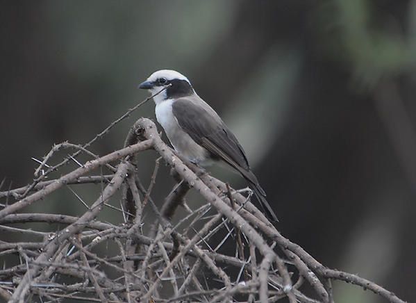Mes oiseaux de Tanzanie - Audubon nature