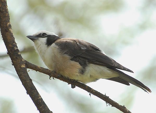 Mes oiseaux de Tanzanie - Audubon nature