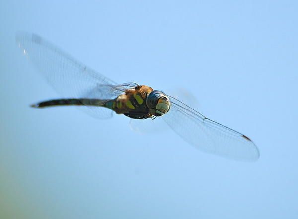 Libellule en vol - Audubon nature