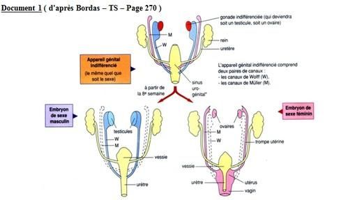 sujet bac svt procréation corrigé