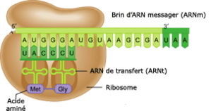 Animations transcription/traduction - noguetsvt blog