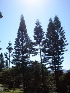 Botanique - La grande Terre
