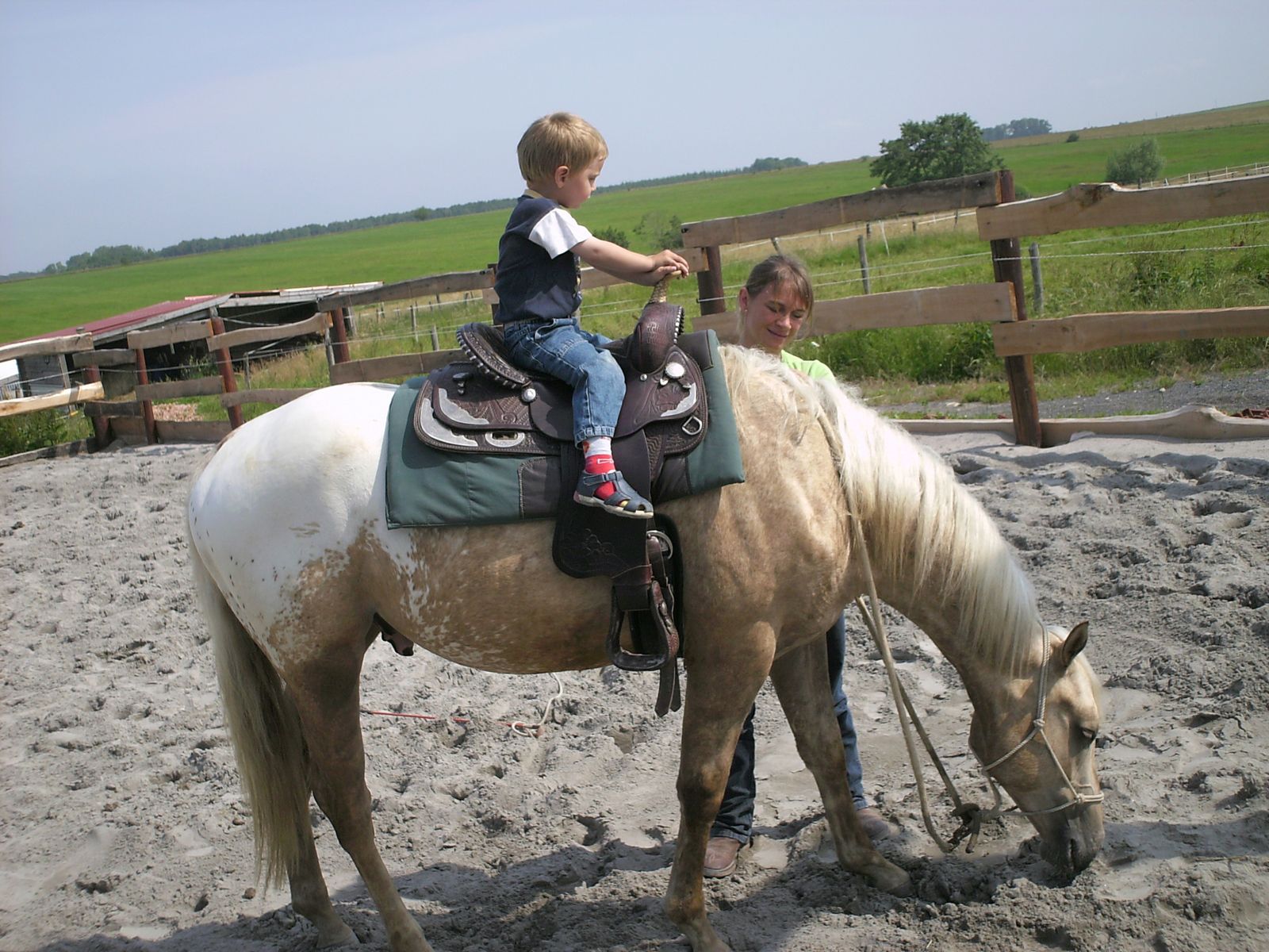 L'appaloosa, une légende vivante - Le blog de laurence