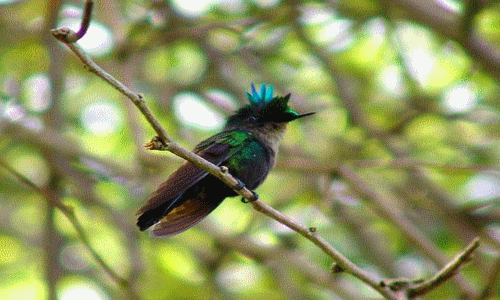 Le colibri: Charles-Marie LECONTE DE LISLE, Recueil : Poèmes barbares ...
