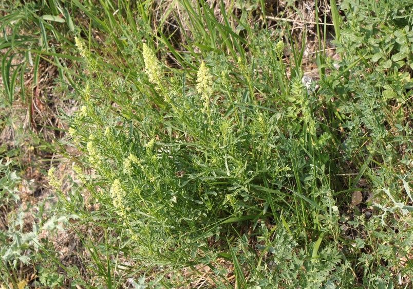 Le réséda jaune, certains l'appellent bâtard, d'autres sauvage - Reseda ...