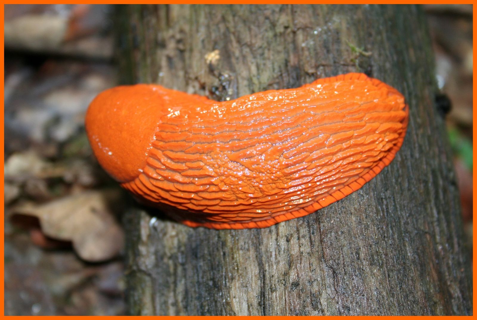 Des amours en sous-bois - Arion rufus - Nature et rencontres