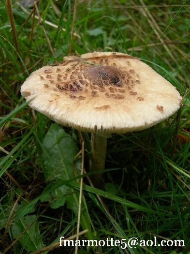 Chambarands, Chambarand, Chambaran, champignons, champs à brume. - Le ...