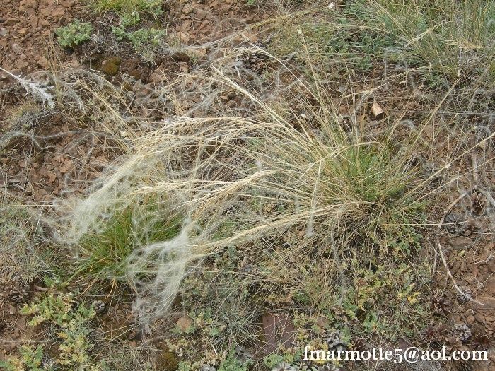 Stipa Pennata, la graminée des steppes en spirale. - Le blog de FMarmotte5