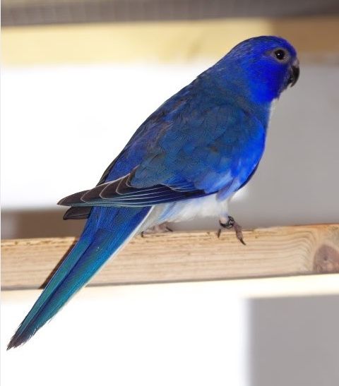 La perruche splendide violette - Le blog de ornitholand