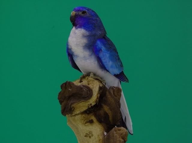 La perruche splendide violette - Le blog de ornitholand