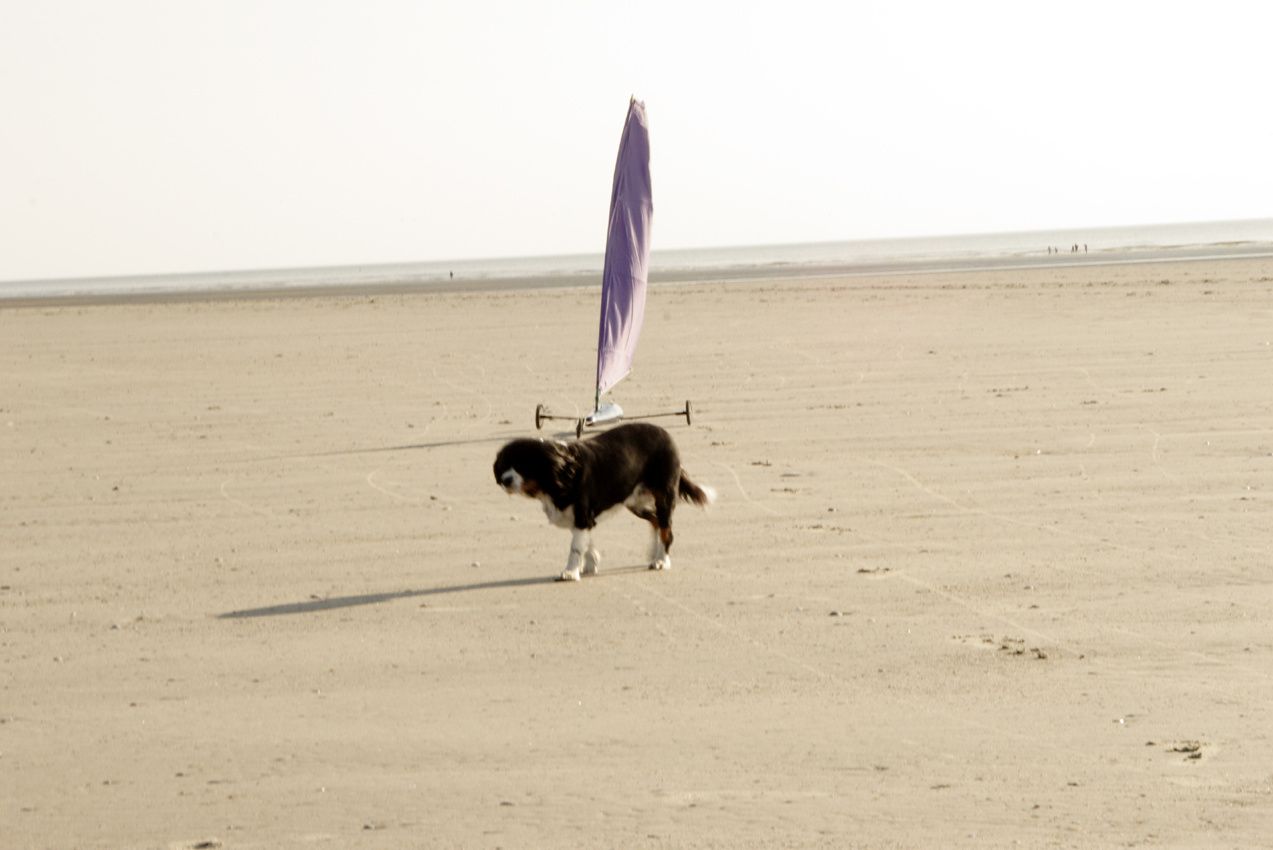 Free kadell et la levrette afkhane! - marco stanley fog et ses aéroplages